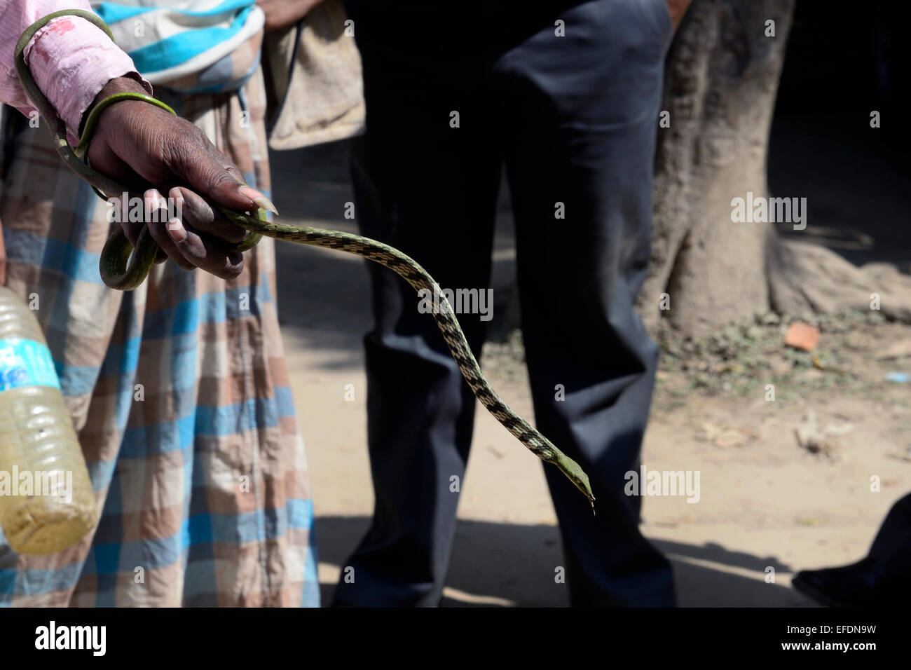 Snake Charmer and activist Mr. Mal showing his snake trick and earning ...