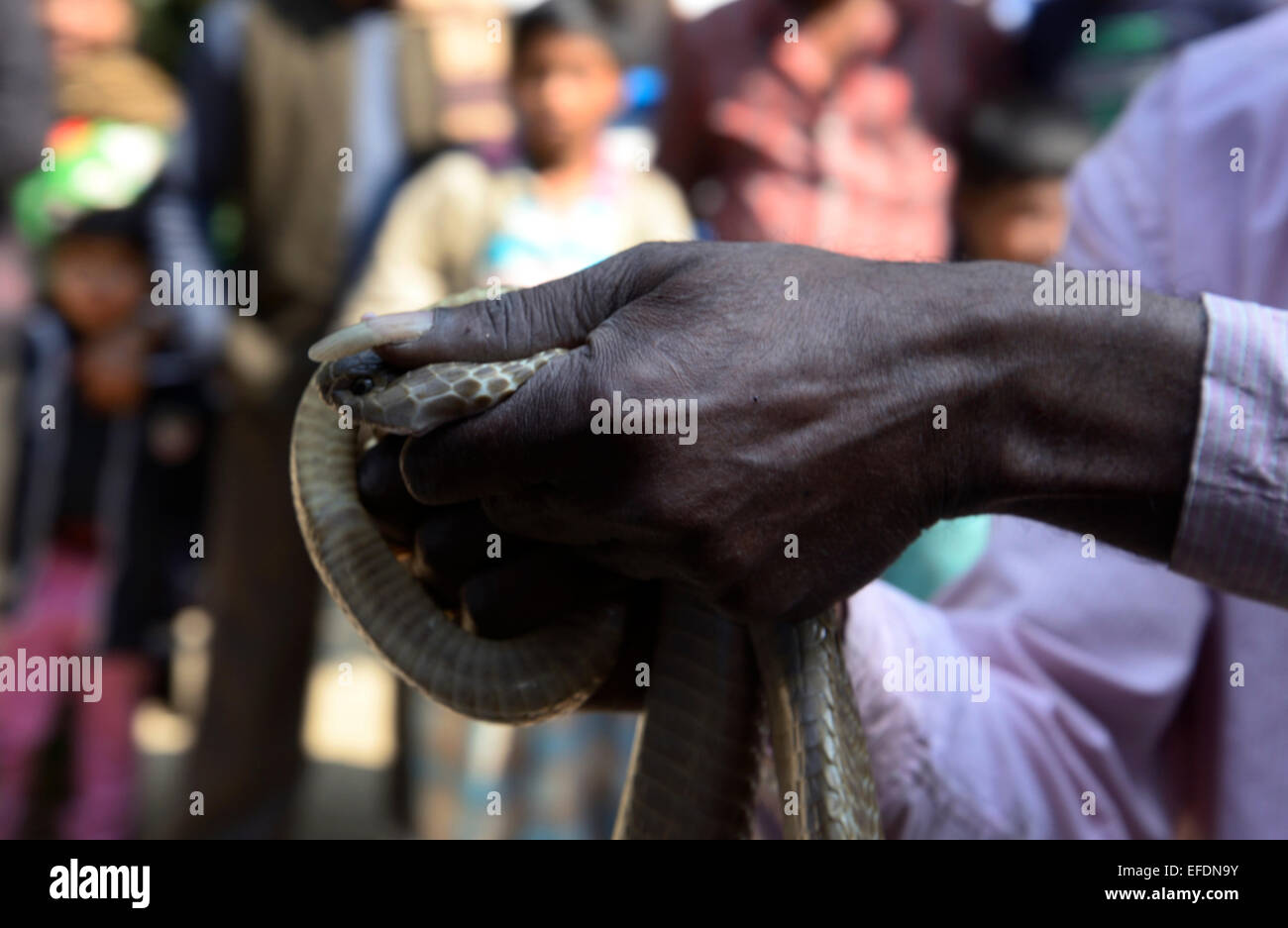 Snake Charmer and activist Mr. Mal showing his snake trick and earning ...