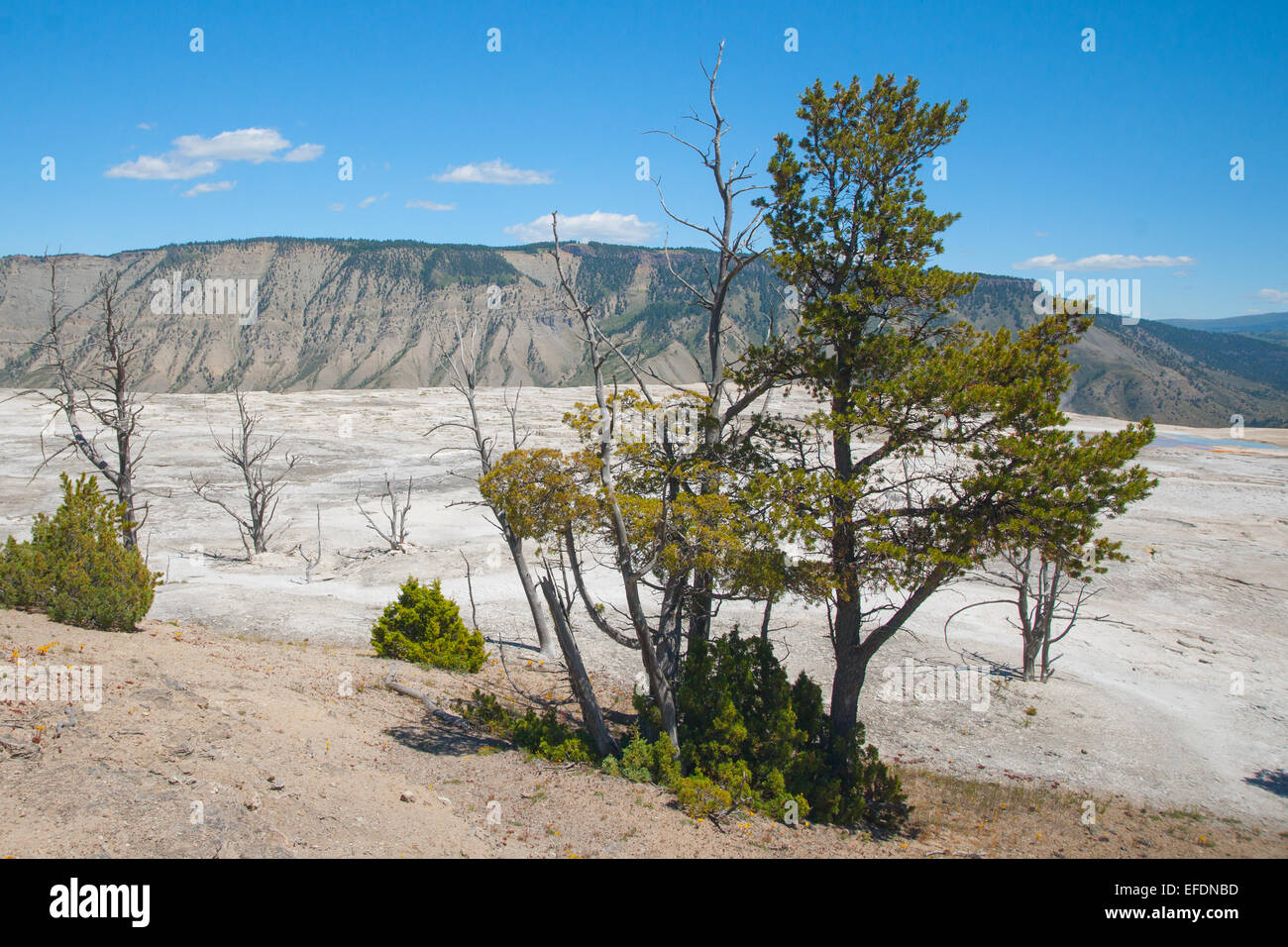Pine trees grow on the rim of Mammoth Hot Springs in Yellowstone Stock ...