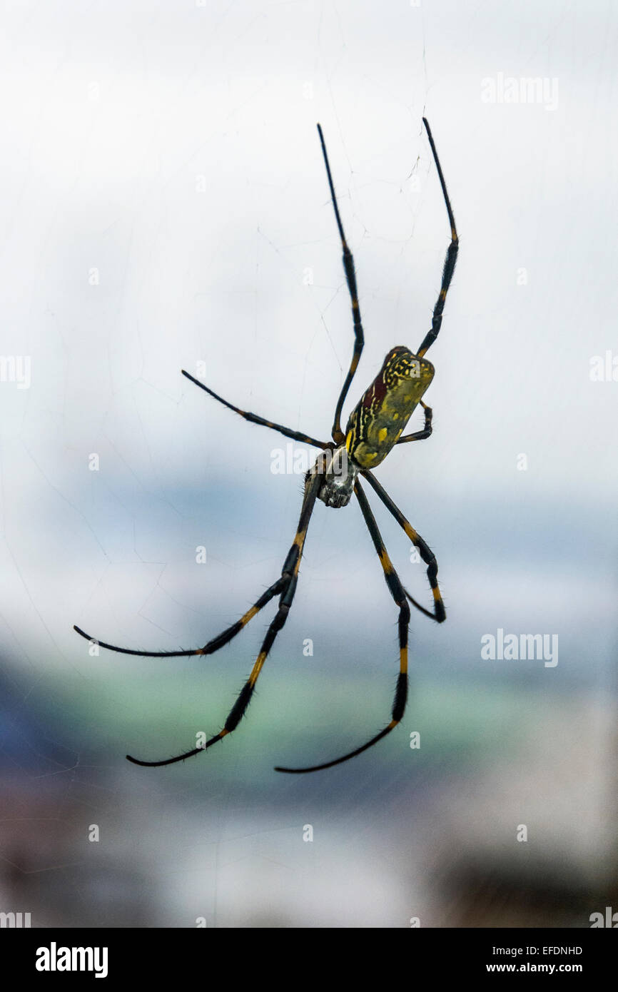 Seiken temple hi-res stock photography and images - Alamy