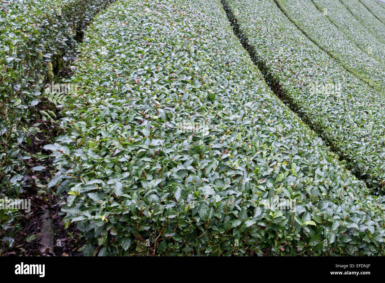 Green tea field in the rain, near Shizuoka, Japan Stock Photo - Alamy
