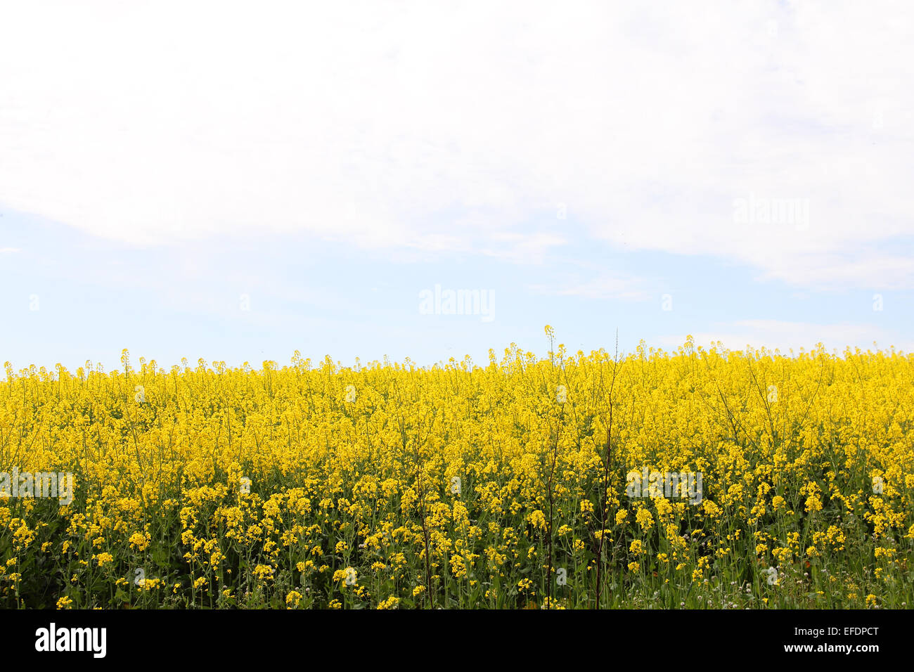Yellow blooming flowers rapeseed field landscape Stock Photo - Alamy