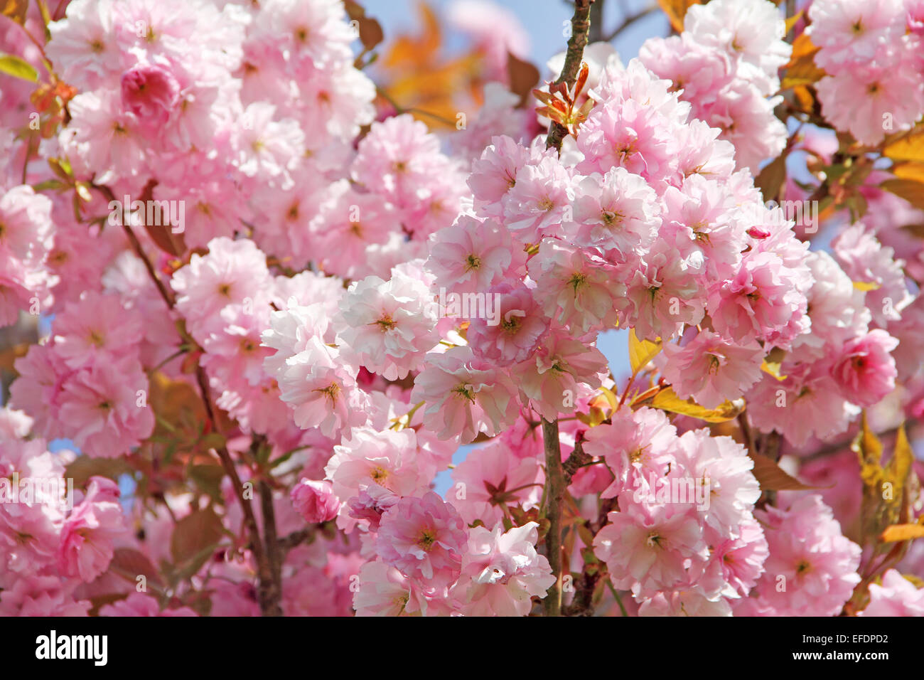 Beautiful pink Cherry flowers on blue sky background Stock Photo - Alamy