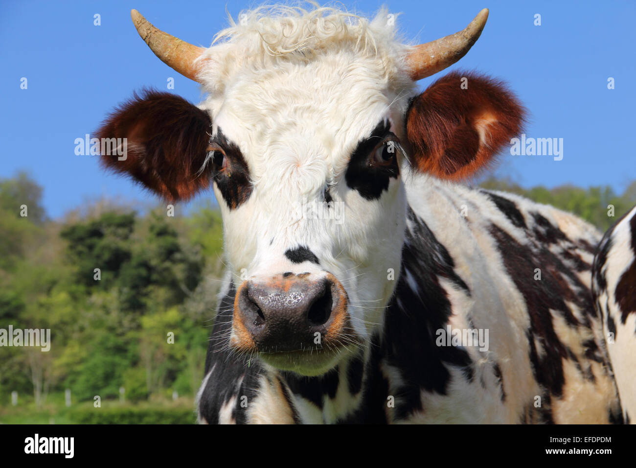 Cow green hi-res stock photography and images - Alamy