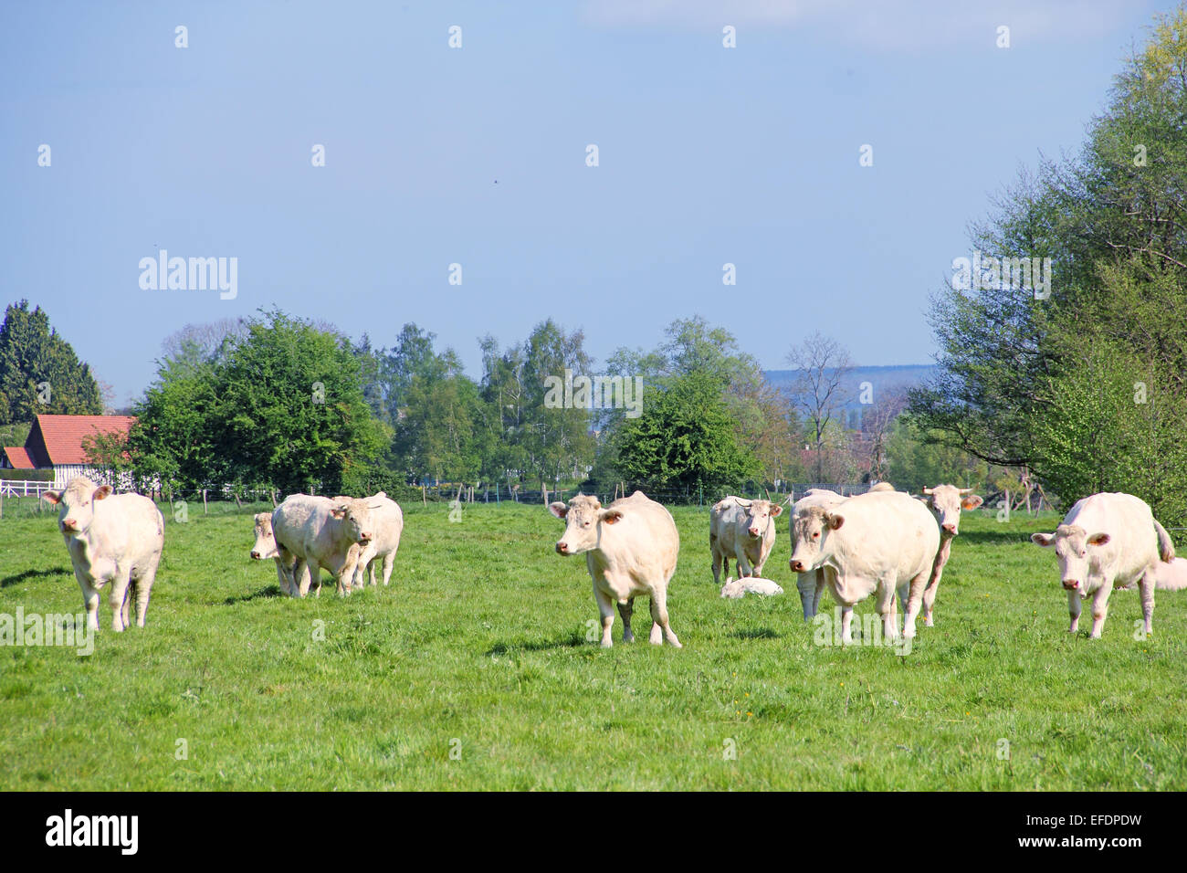 White purebred Normandy cows on summer pasture Stock Photo - Alamy