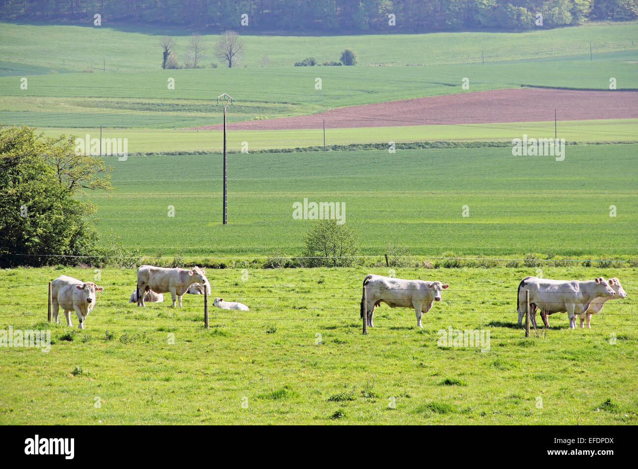 White purebred Normandy cows on summer pasture Stock Photo - Alamy