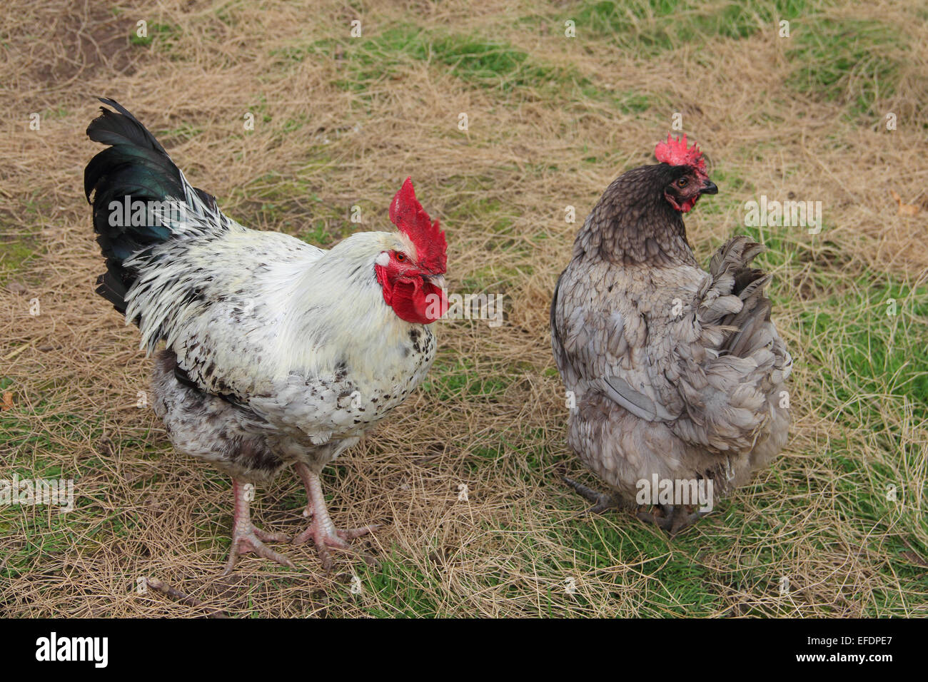 Egg-laying hen outdoors in the yard close up view Stock Photo - Alamy