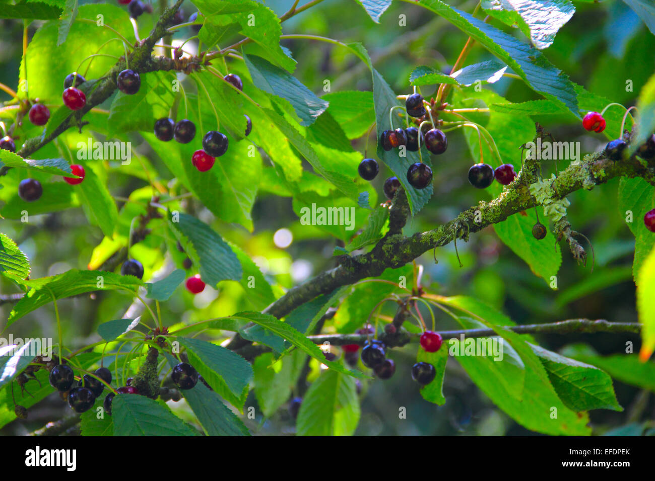Small cherry tree fruit hi-res stock photography and images - Alamy