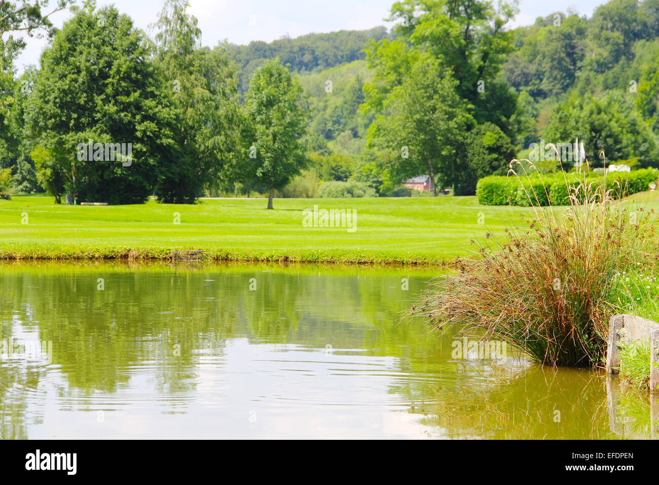 Pure lake in summer park at sunny day Stock Photo - Alamy