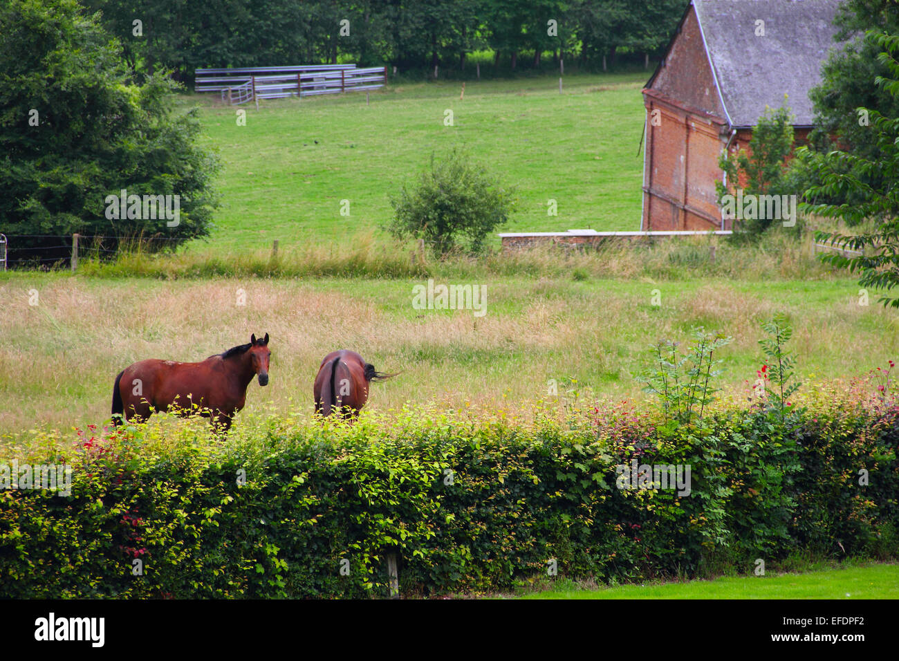 Two horses on the pasture in Normandy, France Stock Photo - Alamy