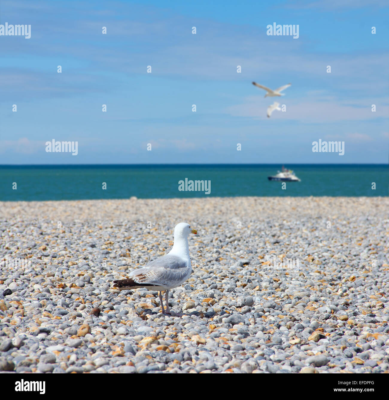 Seagulls flying over pebble beach in Normandy, France Stock Photo - Alamy
