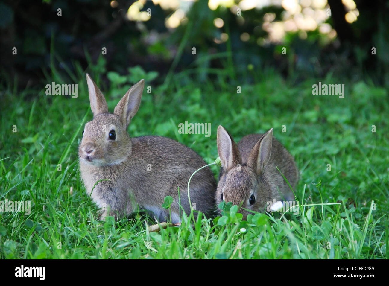 Two cute gray wild baby rabbits in grass Stock Photo - Alamy