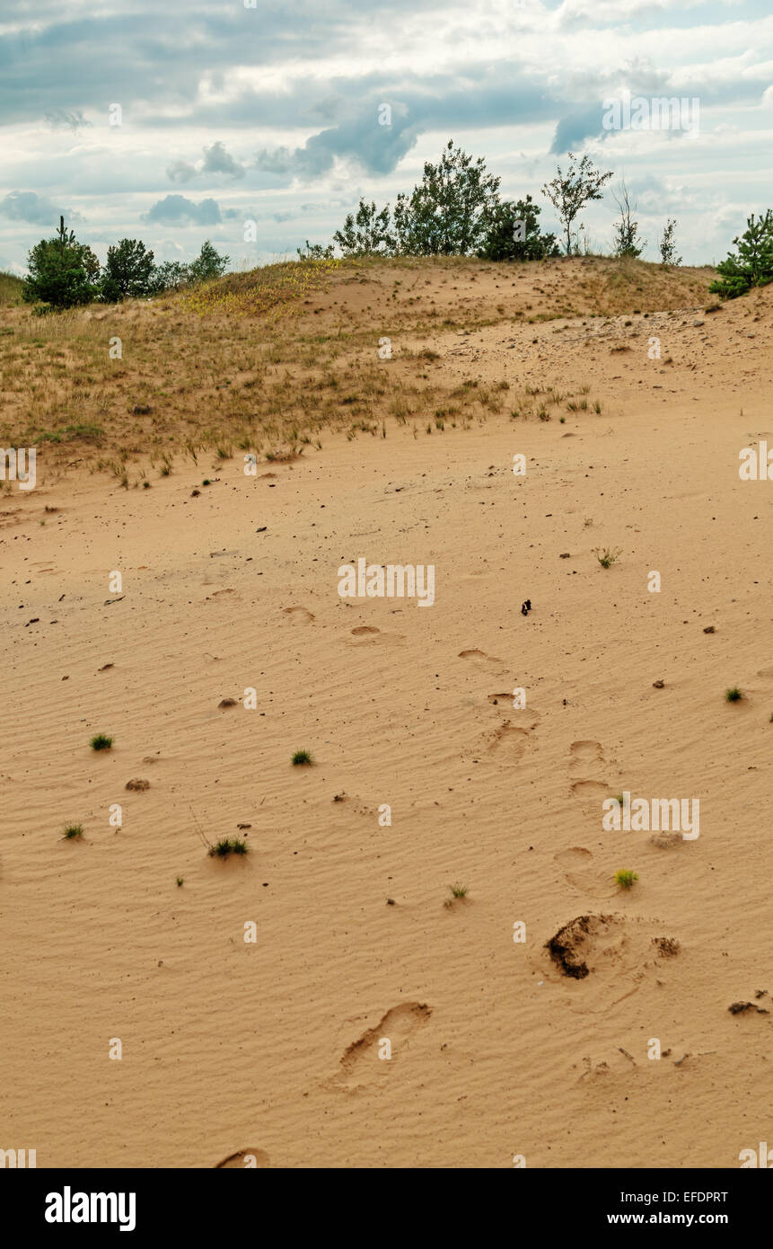 Sandy roads and dunes, the wood and trees on the route of a car racing ...