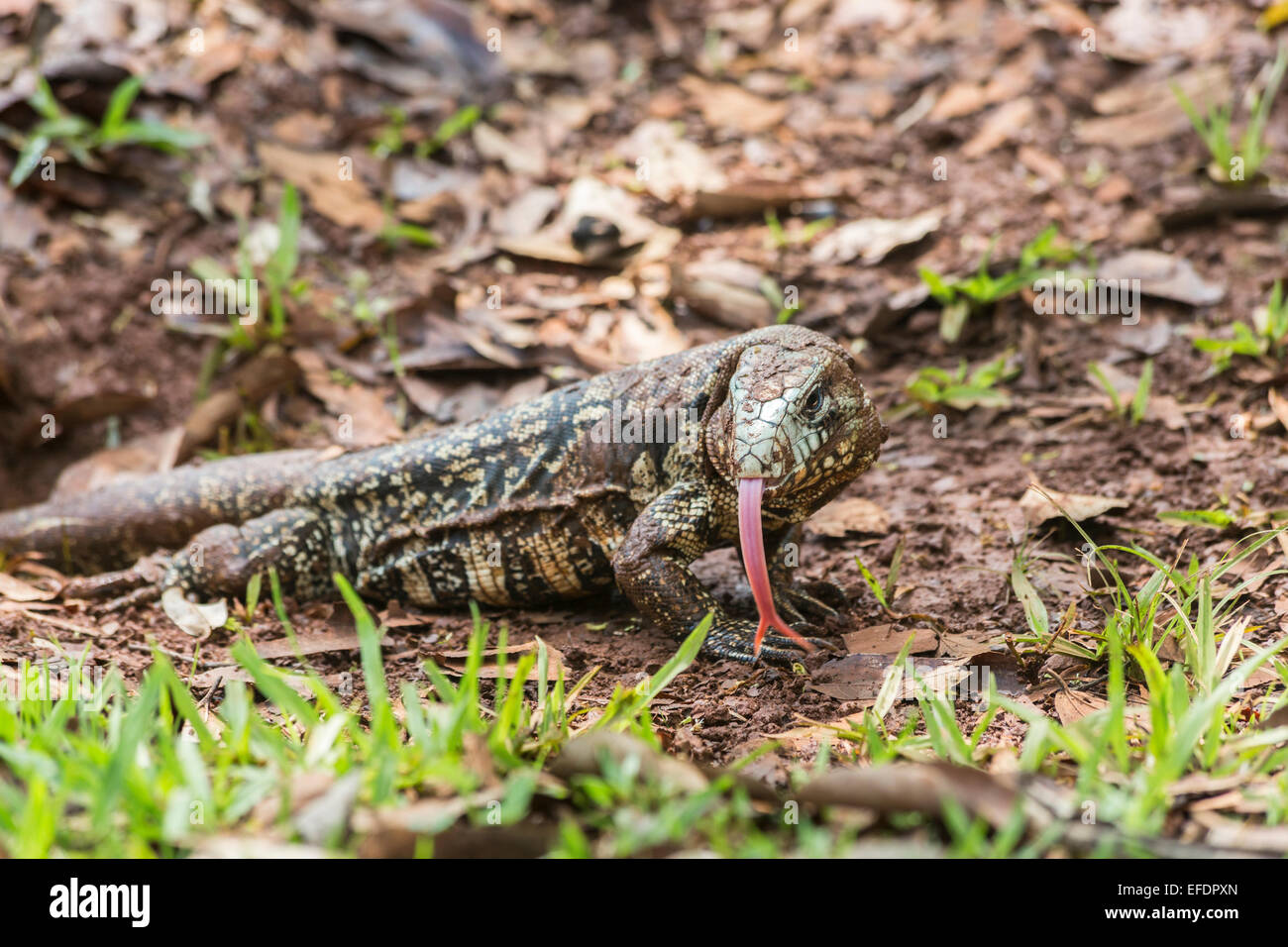 Black and white tegu or Argentine black and white tegu (Salvator ...