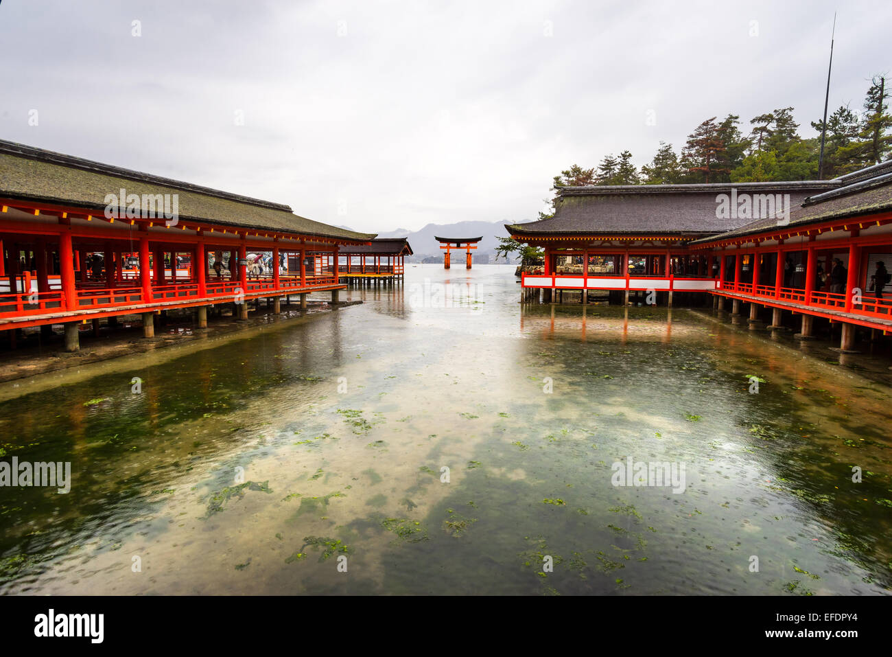 Itsukushima floating torii gate hi-res stock photography and images - Alamy