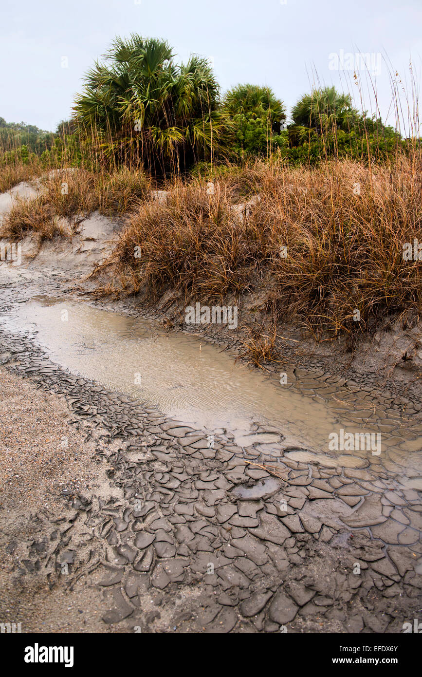 Dry and cracking mud puddle, Tybee Island Georgia Stock Photo - Alamy