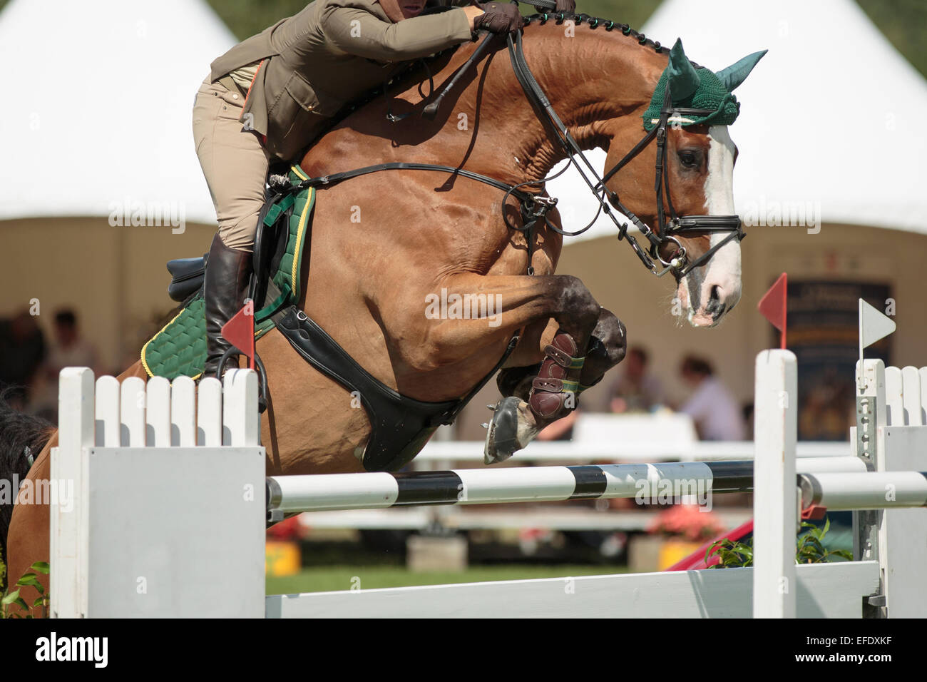 Horse jumping over fence hi-res stock photography and images - Alamy