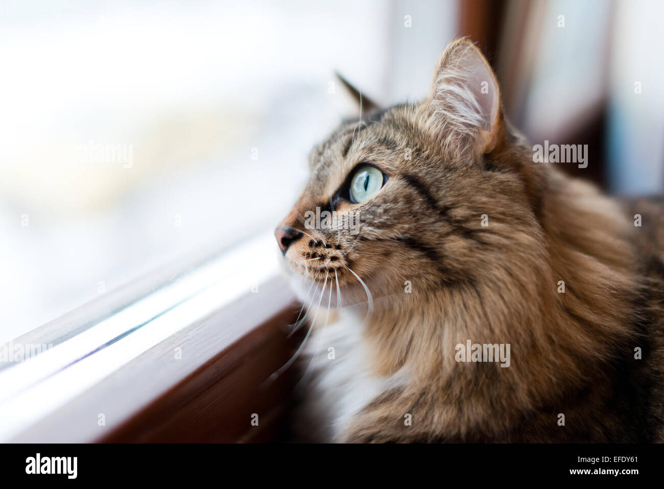cat looking out the window Stock Photo - Alamy