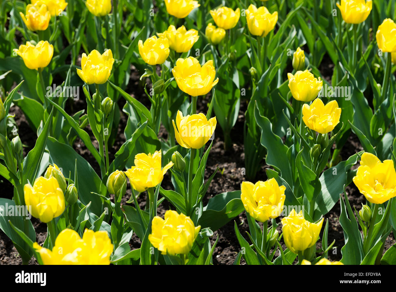 Bright colorful Tulip blossoms in spring Stock Photo - Alamy