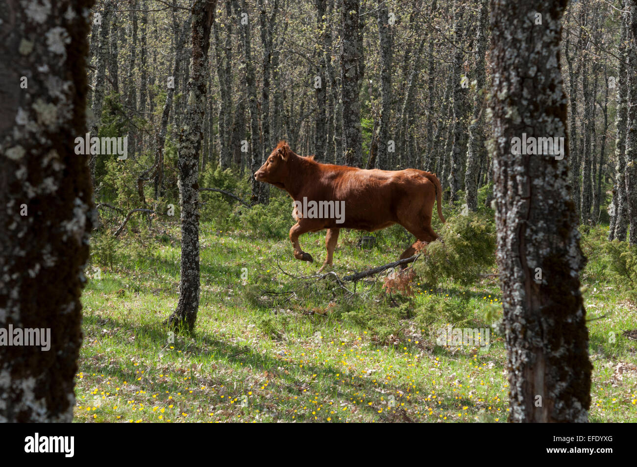 Cow running in the forest Stock Photo - Alamy