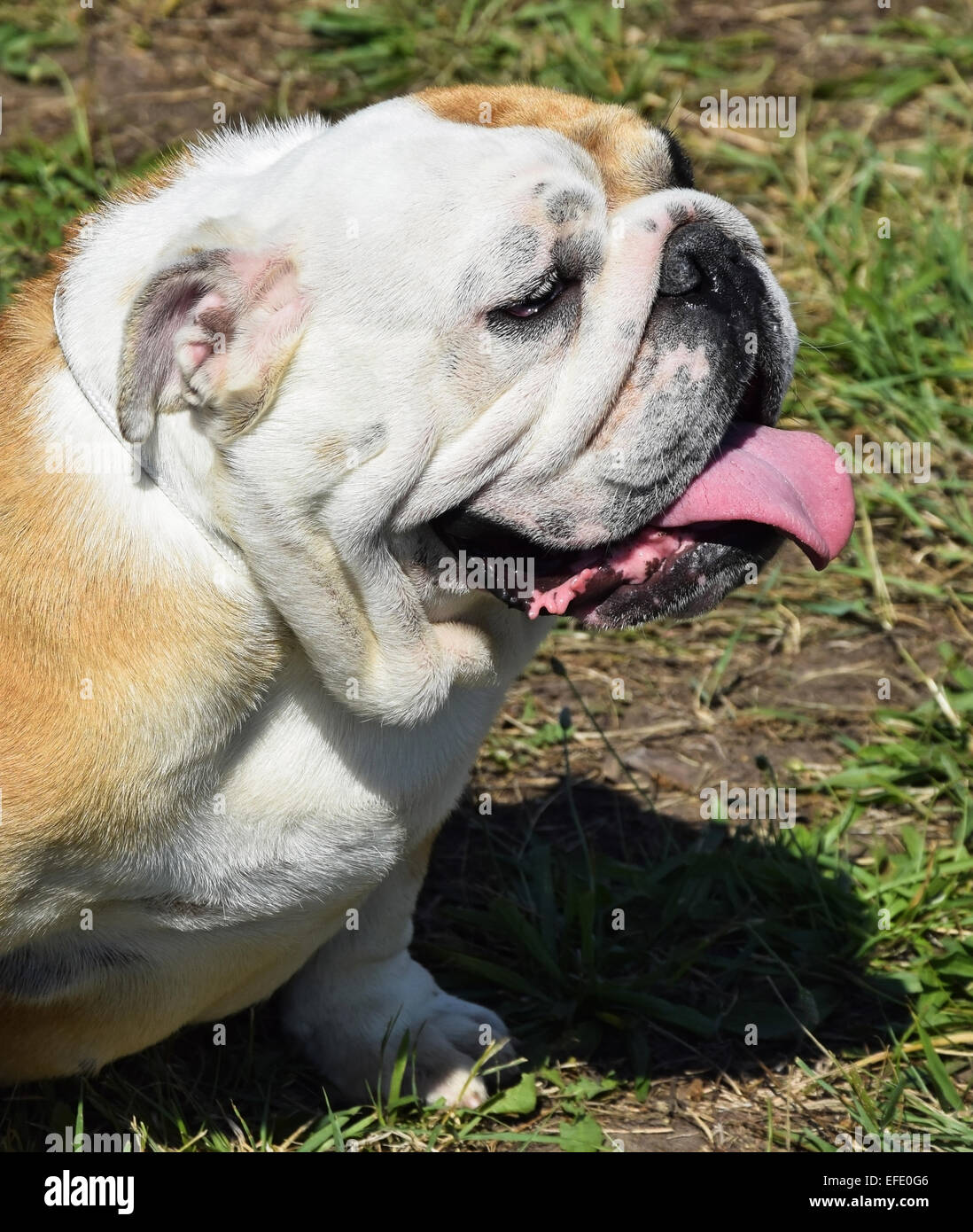 Head of a young bulldog Stock Photo - Alamy
