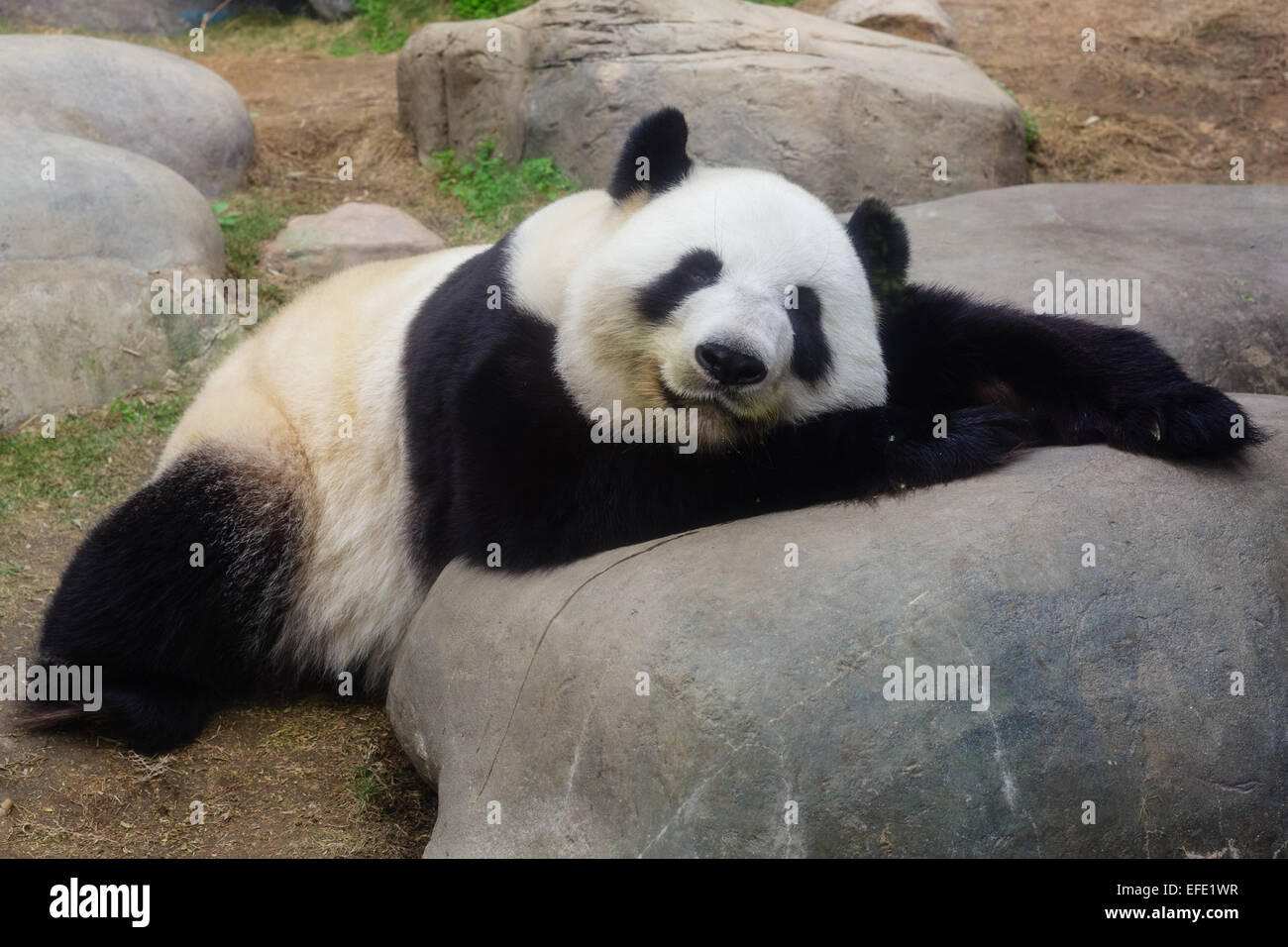 Panda Black White Rocks Dirt Stock Photo - Alamy