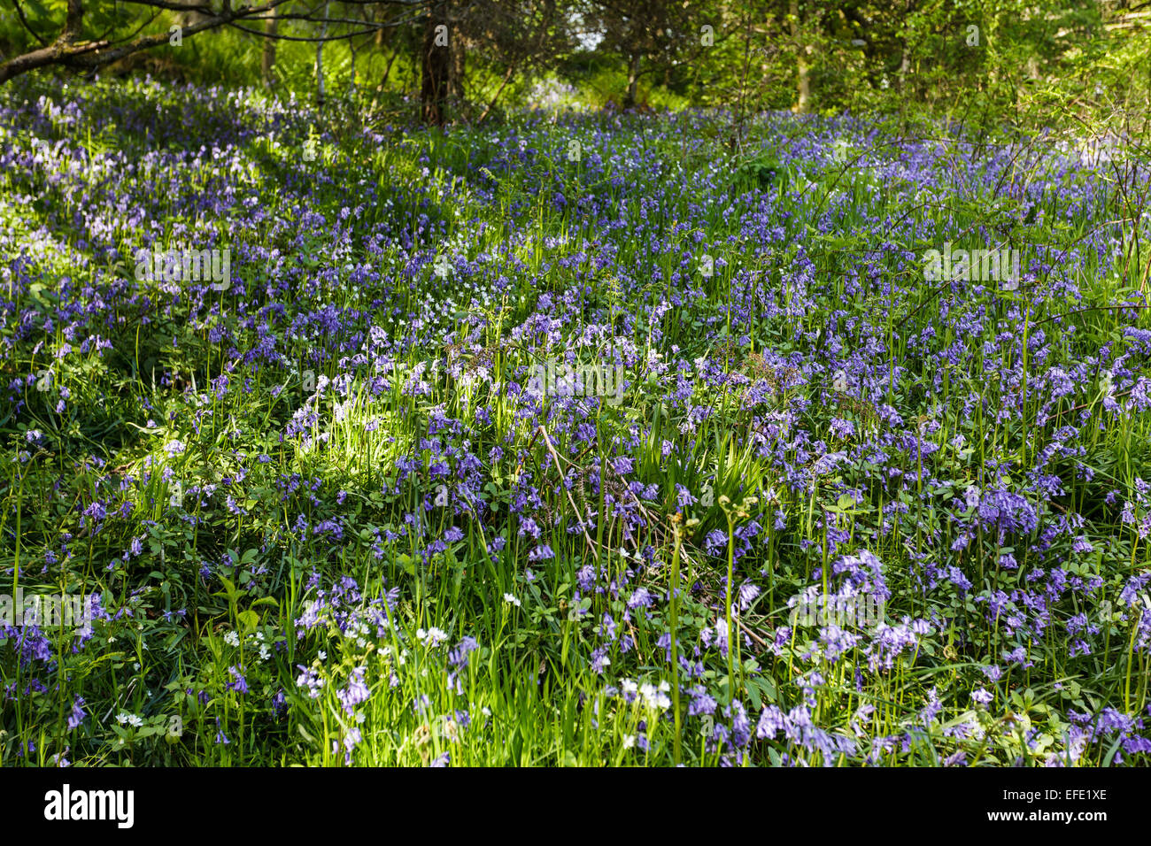 Bluebell Field green blue purple shade Stock Photo - Alamy