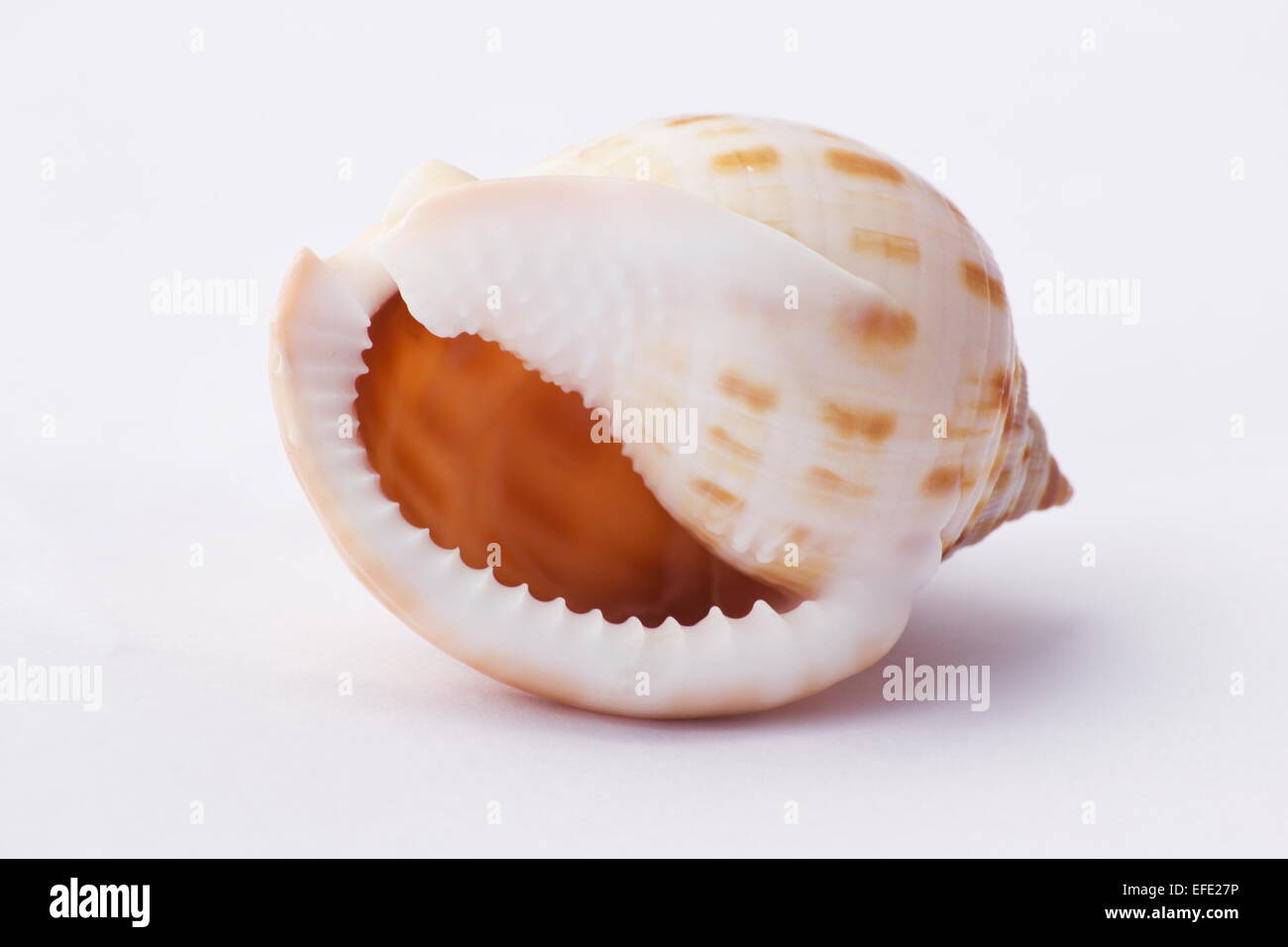 Seashell on white background Stock Photo - Alamy