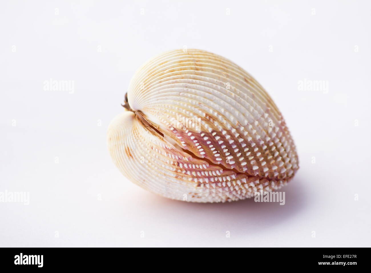 Seashell on white background Stock Photo - Alamy
