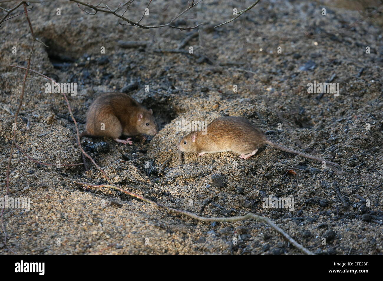 Image of rats in Marlay Park in South Dublin Stock Photo - Alamy