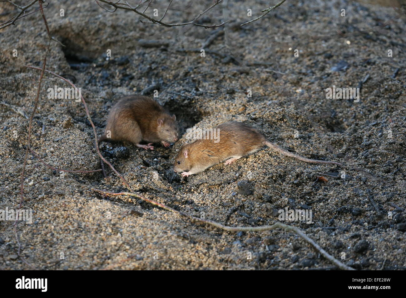 Image of rats in Marlay Park in South Dublin Stock Photo - Alamy