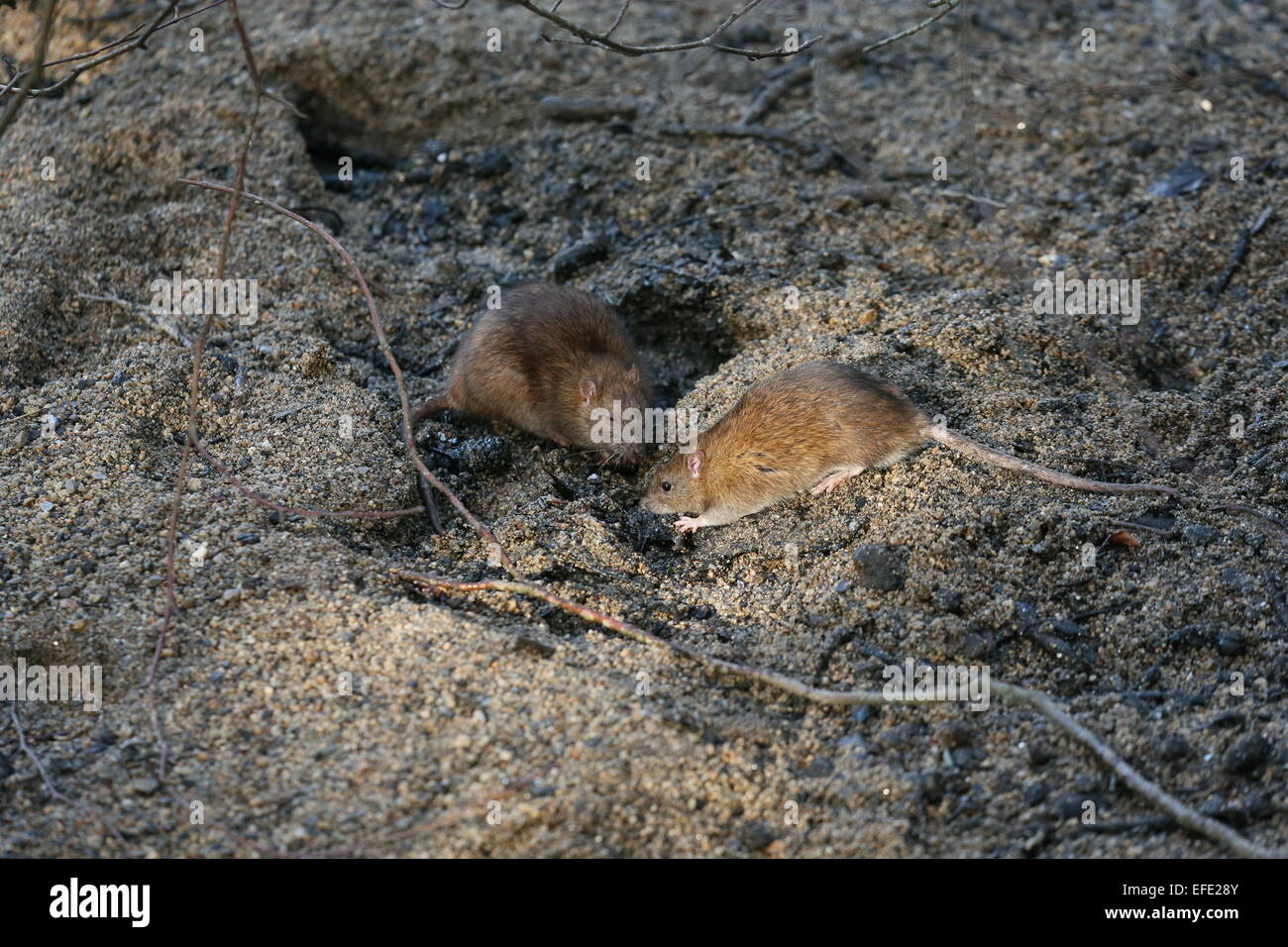 Image of rats in Marlay Park in South Dublin Stock Photo - Alamy