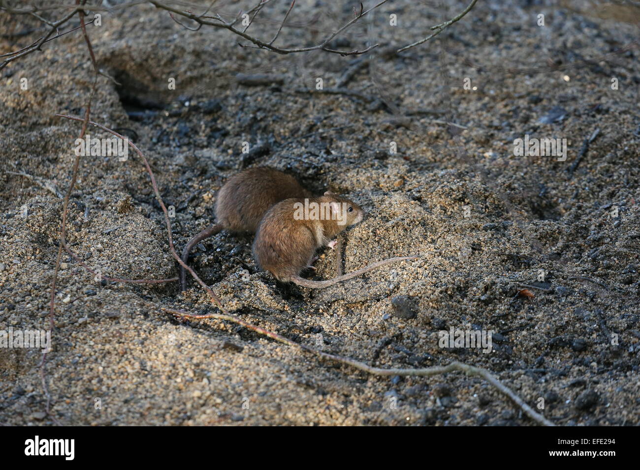Image of rats in Marlay Park in South Dublin Stock Photo - Alamy
