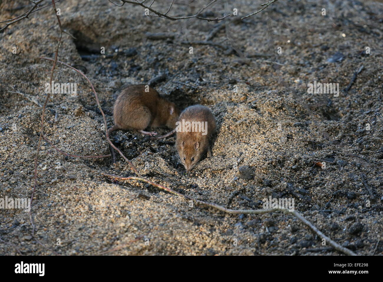 Image of rats in Marlay Park in South Dublin Stock Photo - Alamy