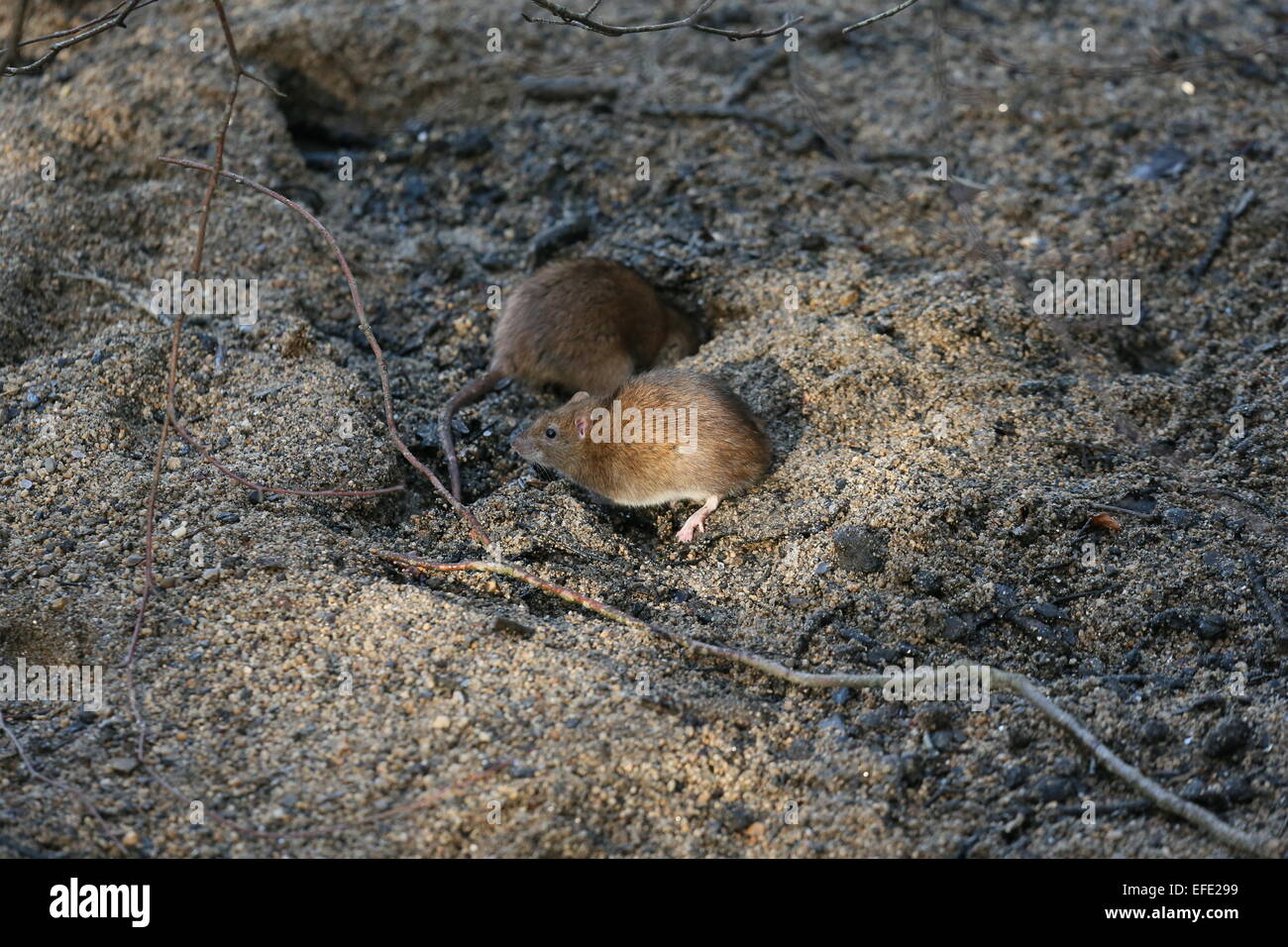 Image of rats in Marlay Park in South Dublin Stock Photo - Alamy