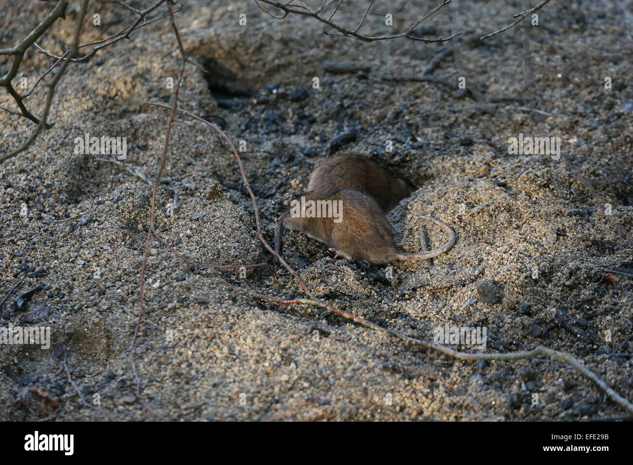 Image of rats in Marlay Park in South Dublin Stock Photo - Alamy