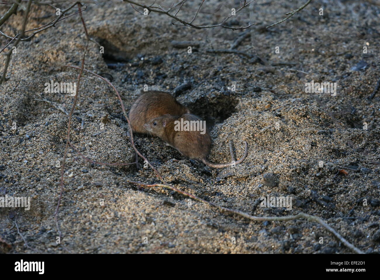 Image of rats in Marlay Park in South Dublin Stock Photo - Alamy