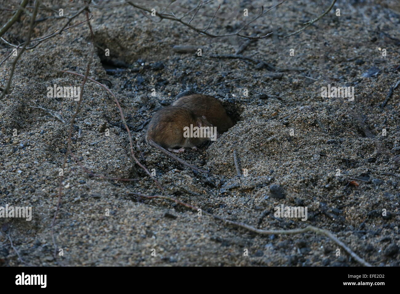 Image of rats in Marlay Park in South Dublin Stock Photo - Alamy