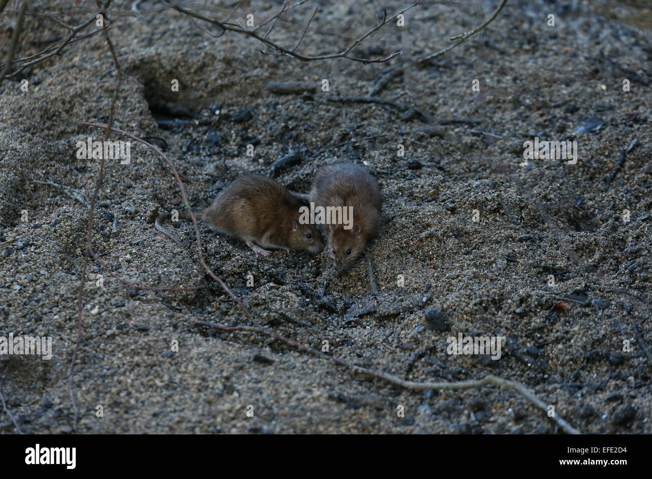 Marlay park hi-res stock photography and images - Alamy