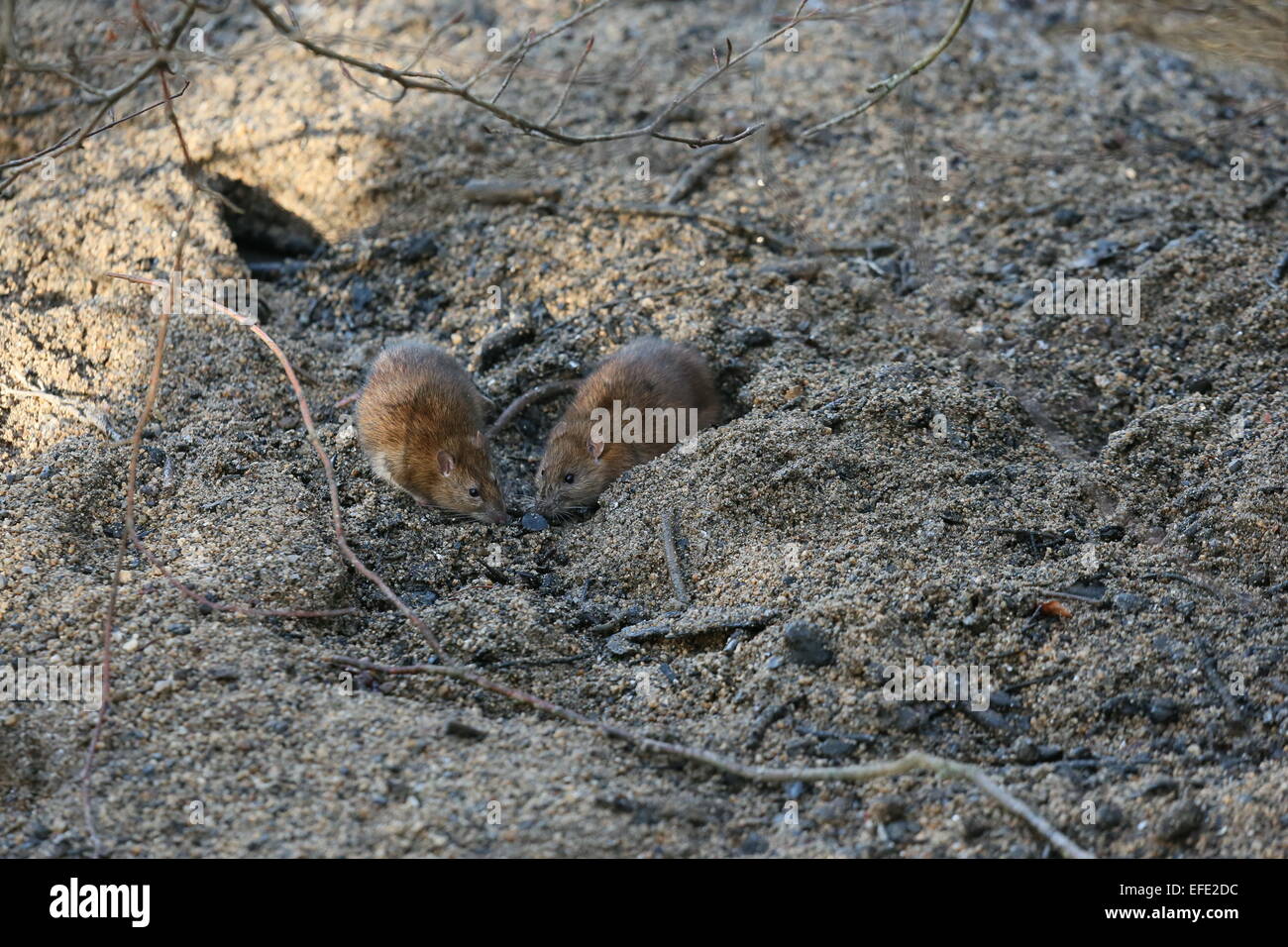 Image of rats in Marlay Park in South Dublin Stock Photo - Alamy