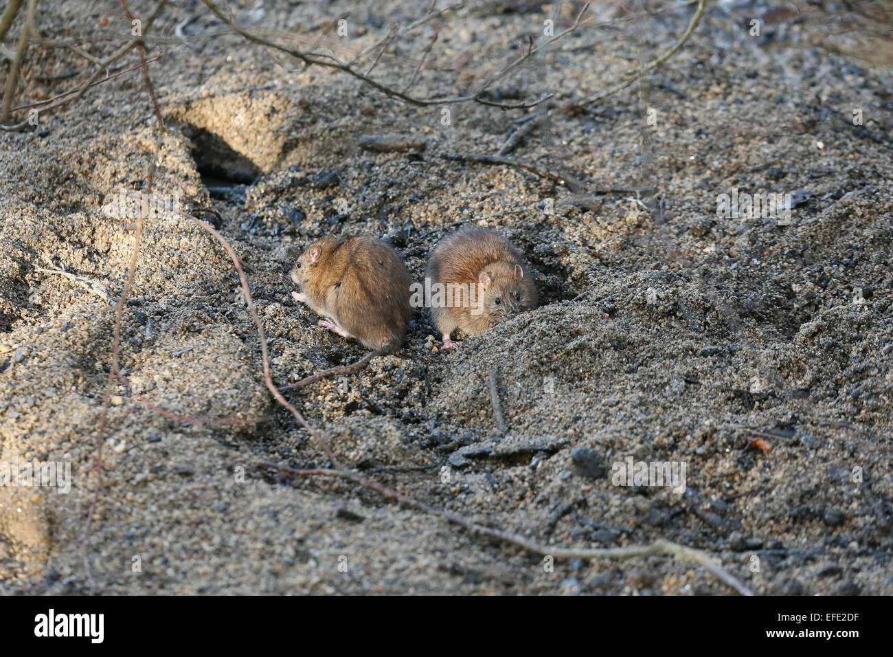 Image of rats in Marlay Park in South Dublin Stock Photo - Alamy