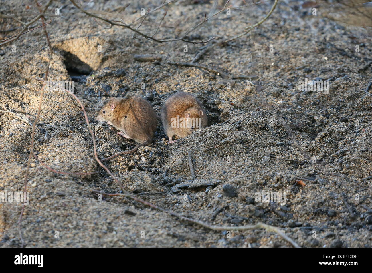 Image of rats in Marlay Park in South Dublin Stock Photo - Alamy