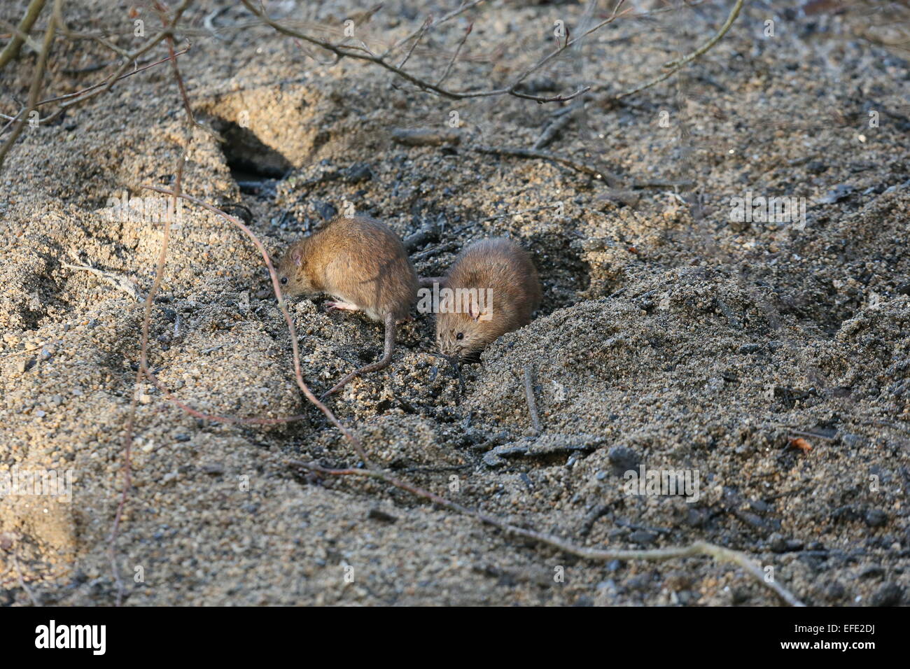 Marlay park hi-res stock photography and images - Alamy