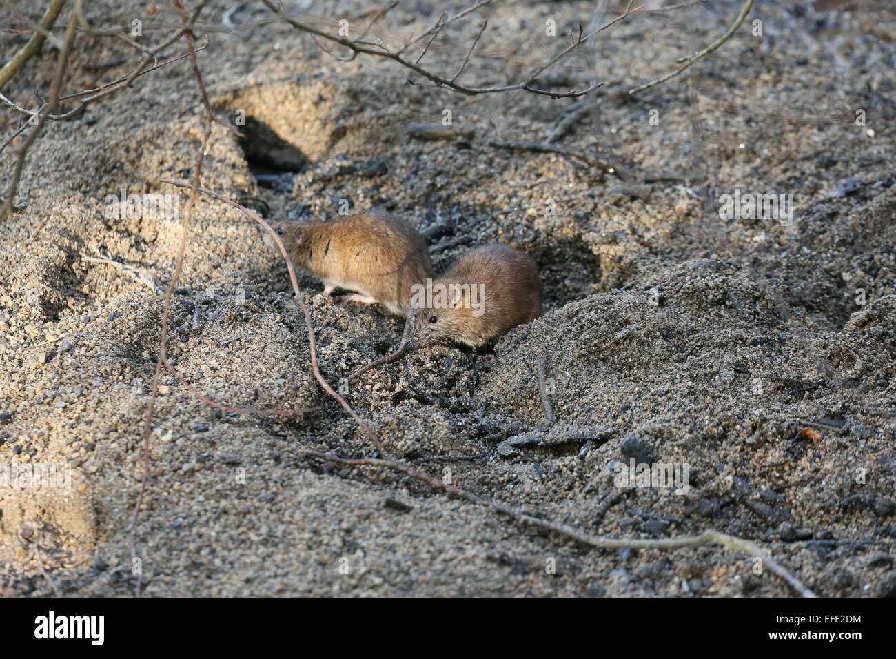 Image of rats in Marlay Park in South Dublin Stock Photo - Alamy