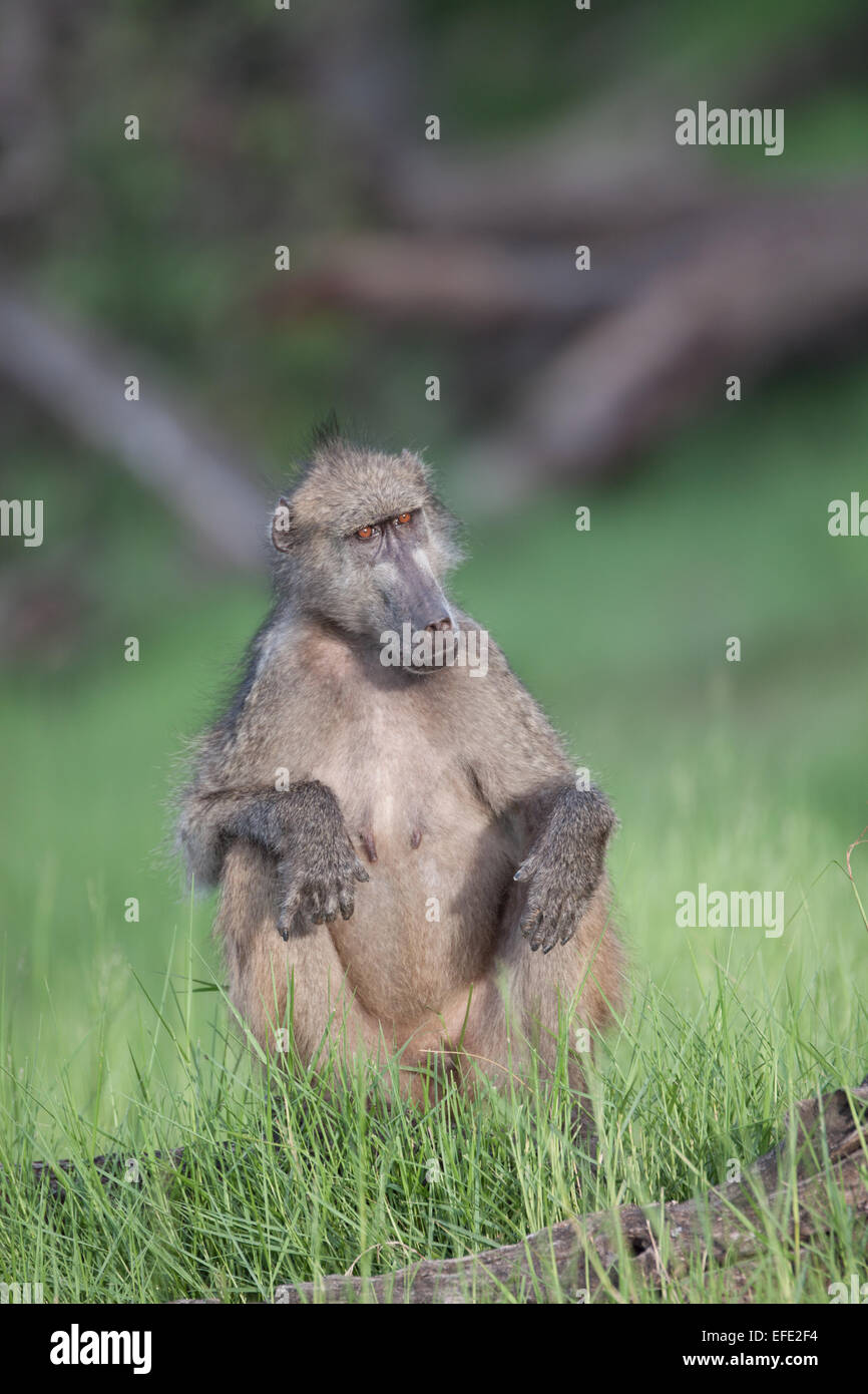 Baboon Eyes High Resolution Stock Photography and Images - Alamy