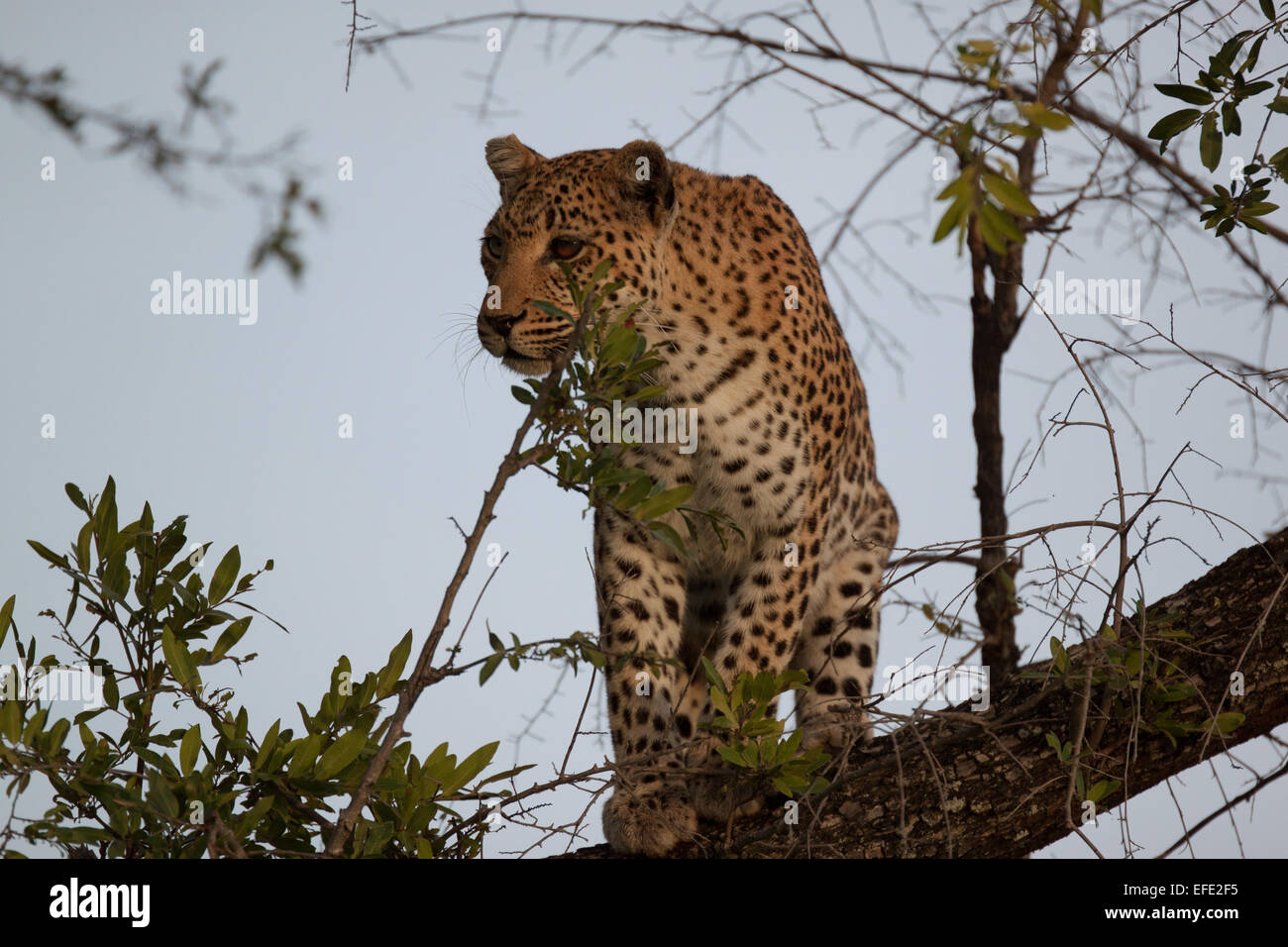 Leopard stalking hi-res stock photography and images - Alamy