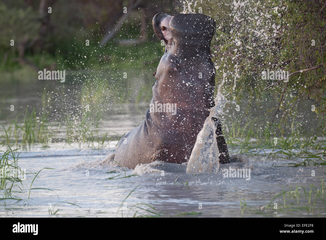 Angry hippo hi-res stock photography and images - Alamy