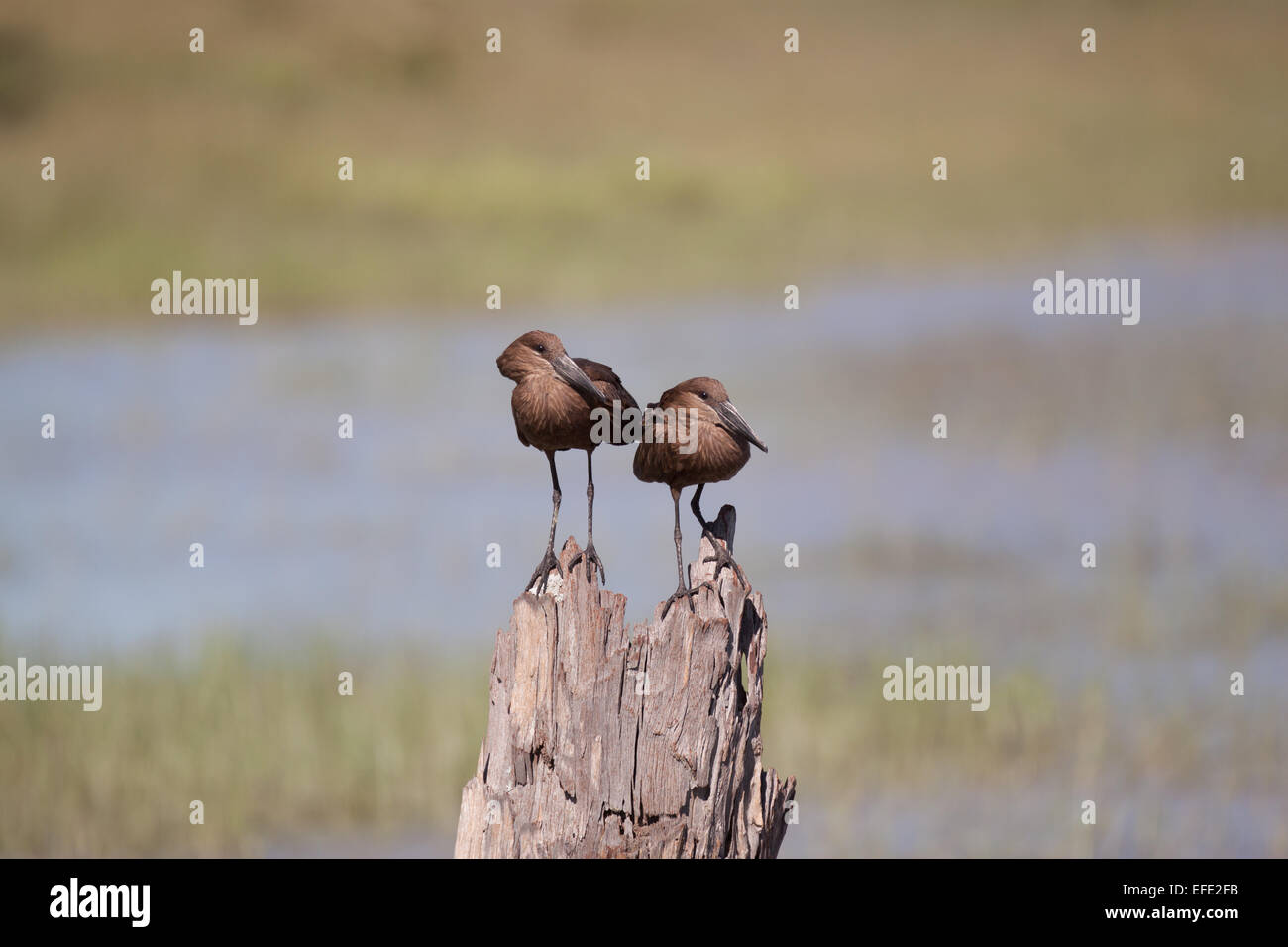 Hammerhead stork hi-res stock photography and images - Alamy
