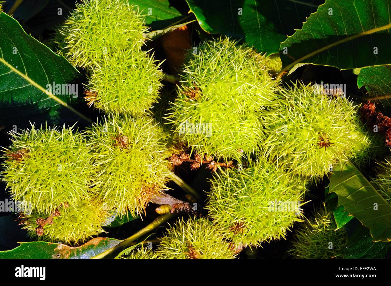 Edible chestnut hi-res stock photography and images - Alamy