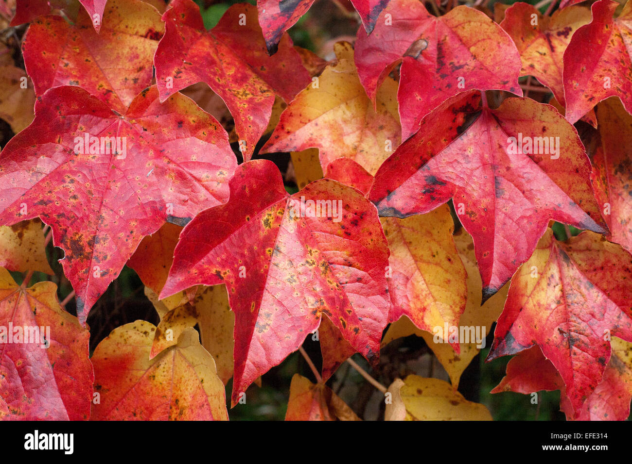 Colors of fall leaf frame. Autumn leaves in fantastic colors as a ...